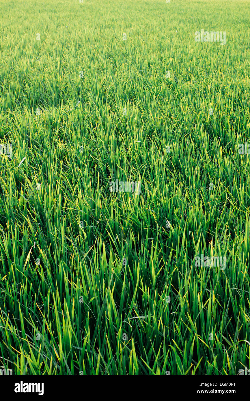 green rice field Stock Photo - Alamy