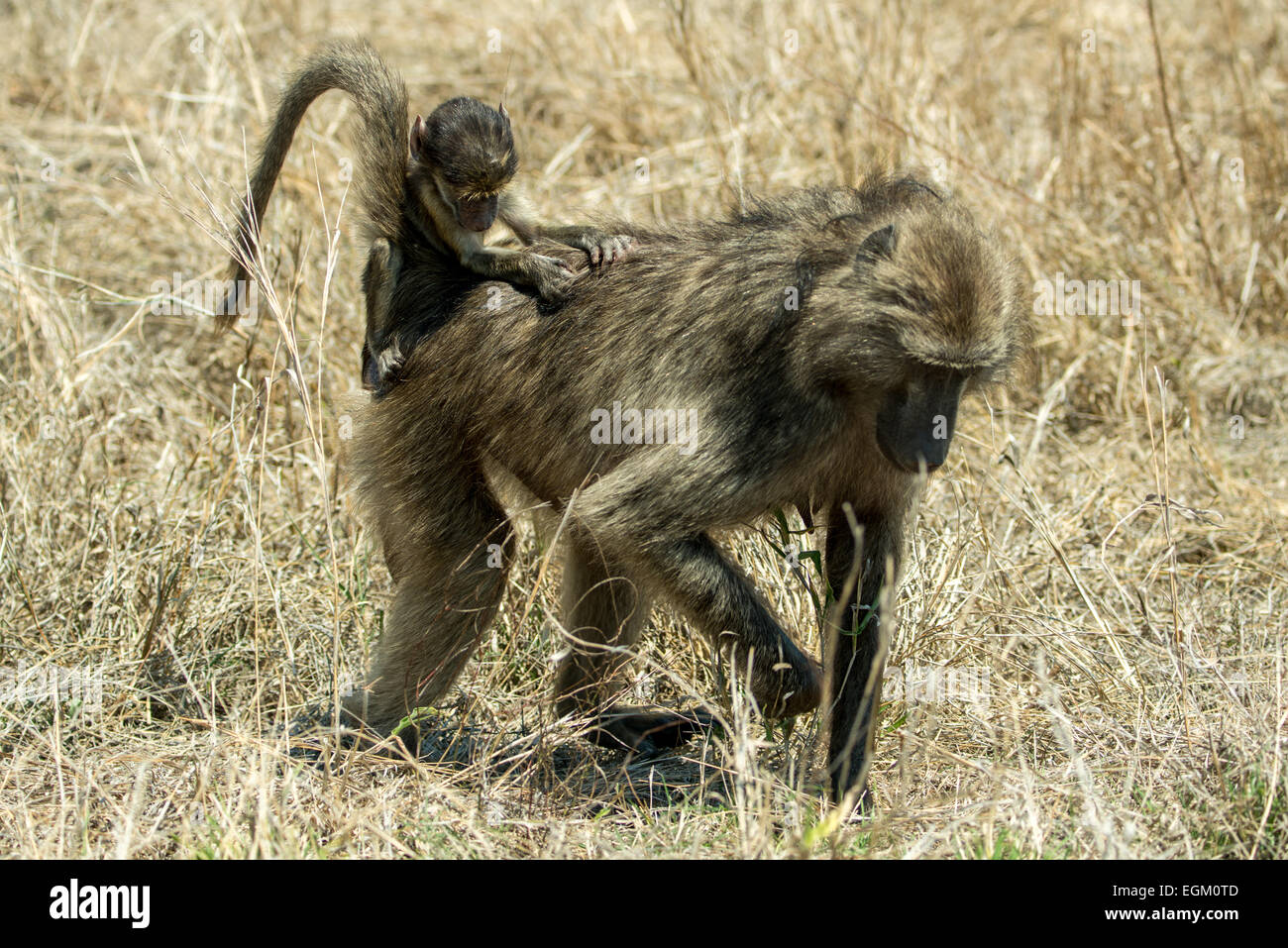 Our mother of africa hi-res stock photography and images - Alamy