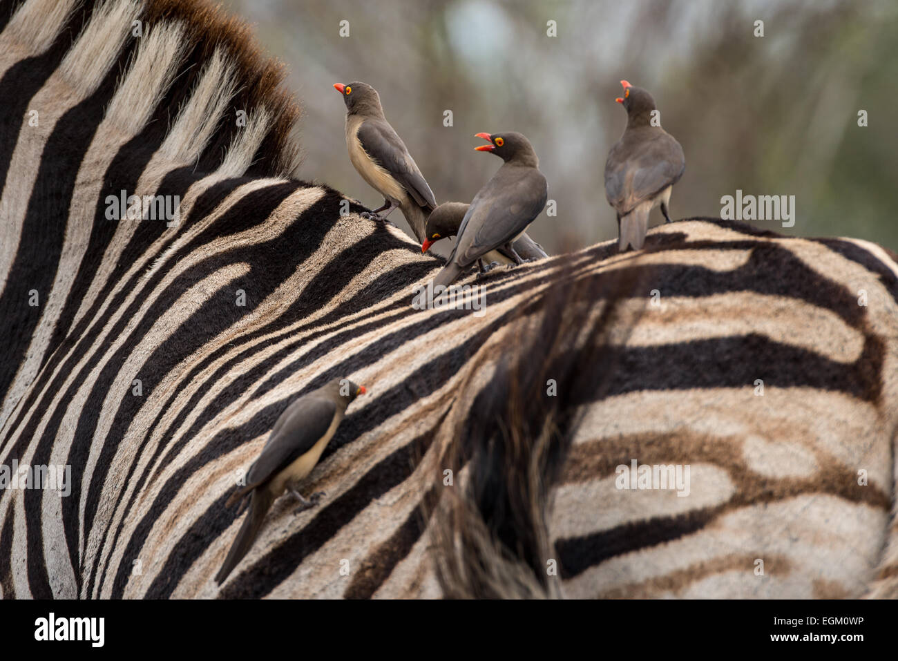 Oxpecker bird on zebra hi-res stock photography and images - Alamy
