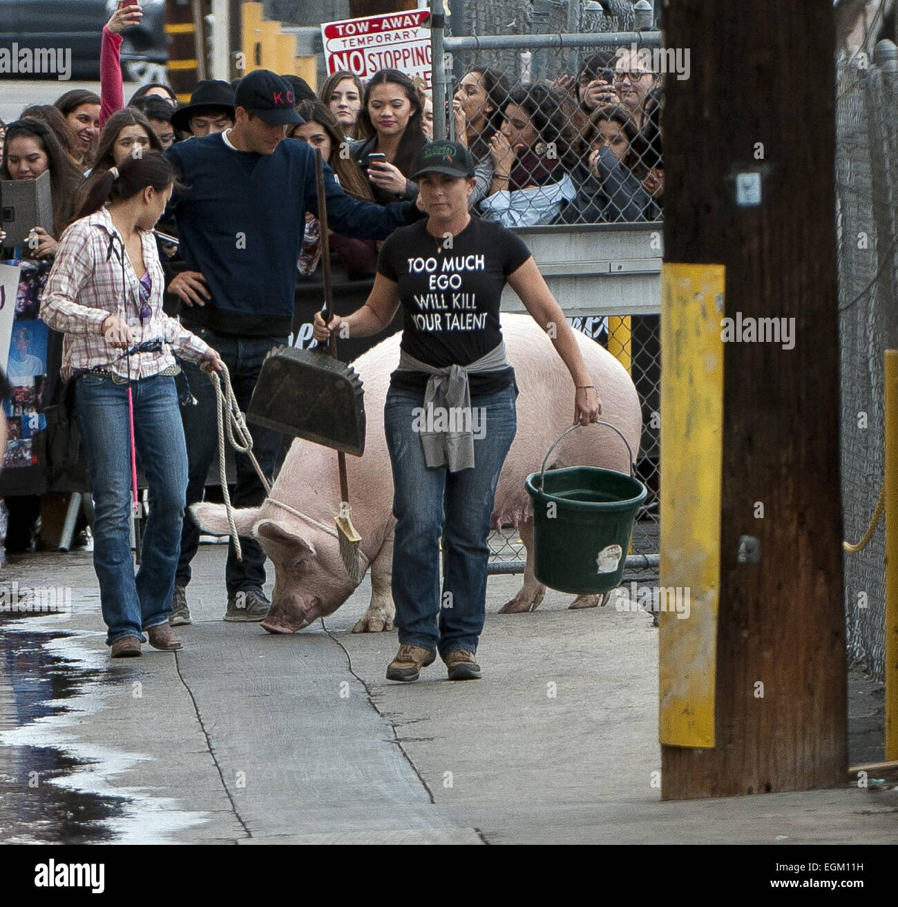 Hollywood, California, USA. 20th Nov, 2014. A pony and a pig made an ...