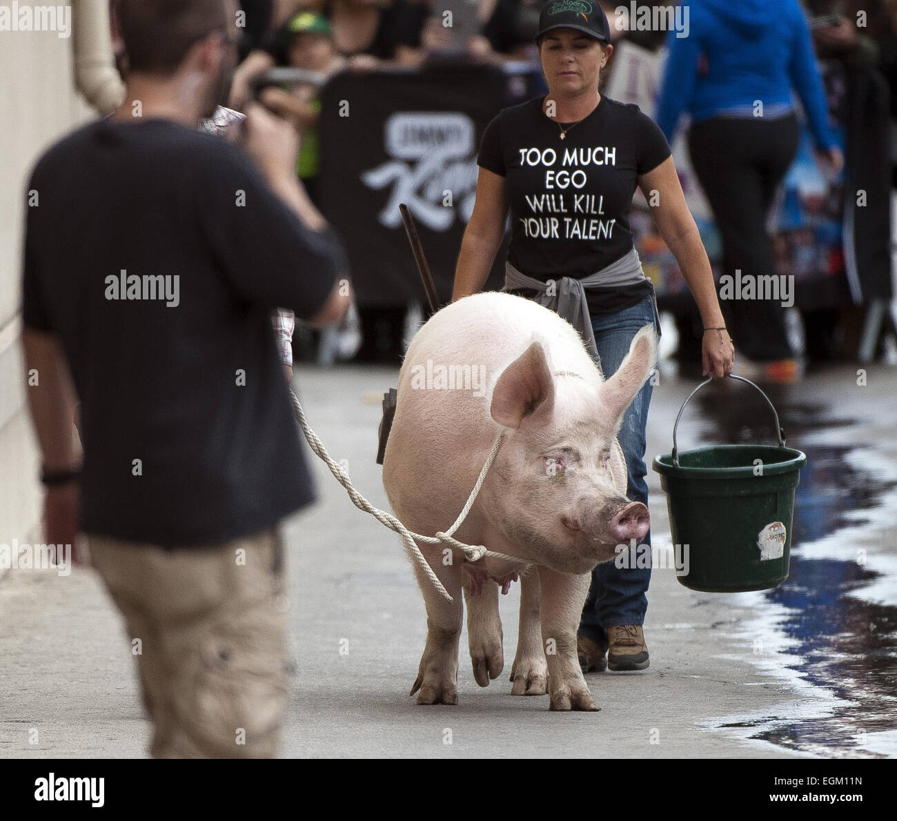 Hollywood, California, USA. 20th Nov, 2014. A pony and a pig made an ...