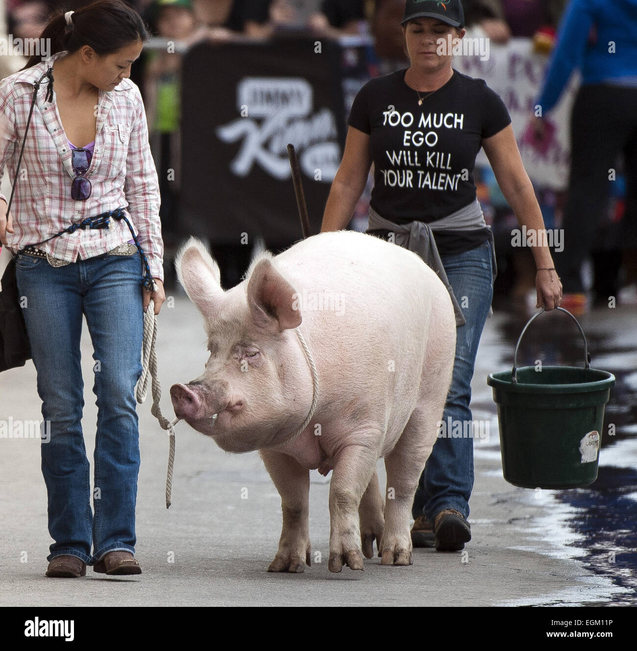 Hollywood, California, USA. 20th Nov, 2014. A pony and a pig made an ...