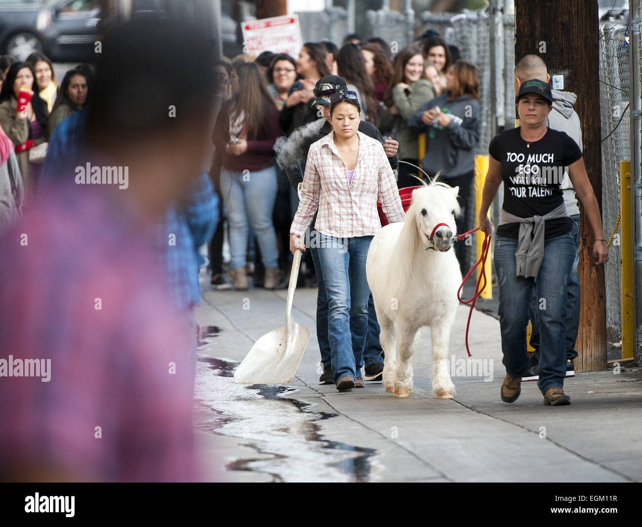 Hollywood, California, USA. 20th Nov, 2014. A pony and a pig made an ...