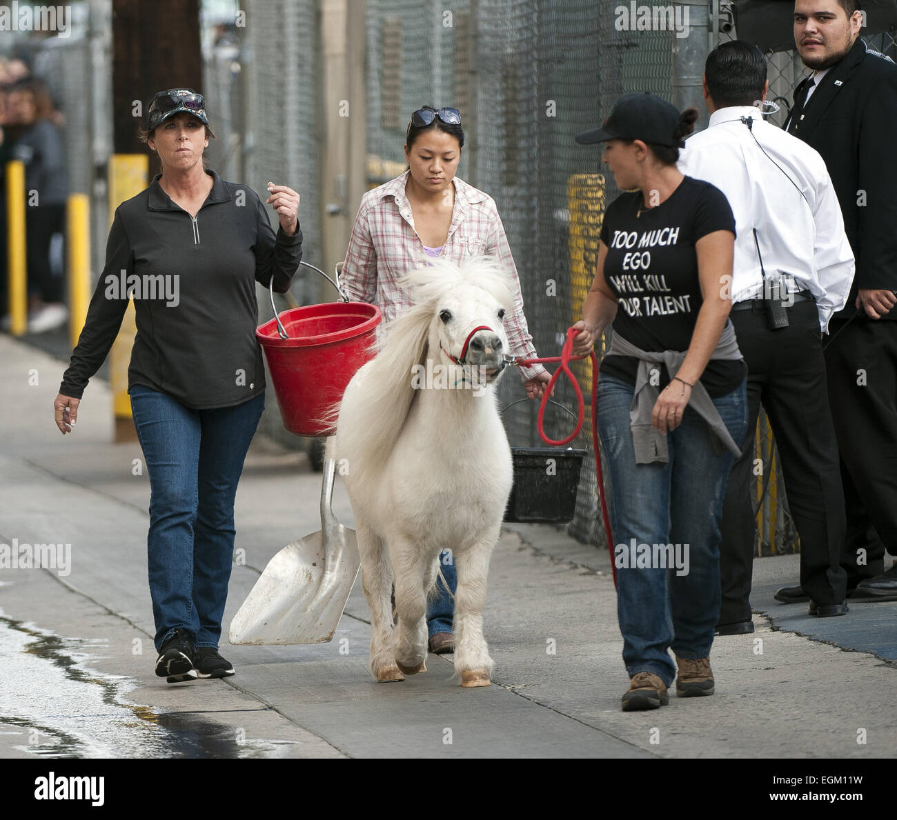 Hollywood, California, USA. 20th Nov, 2014. A pony and a pig made an ...