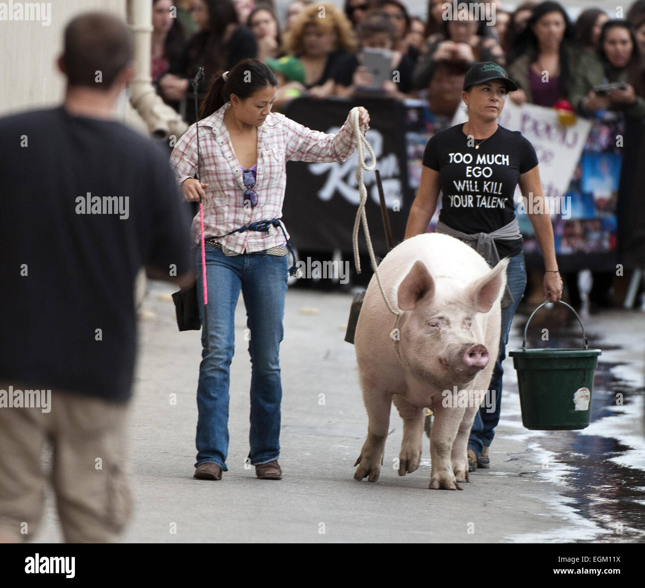Hollywood, California, USA. 20th Nov, 2014. A pony and a pig made an ...