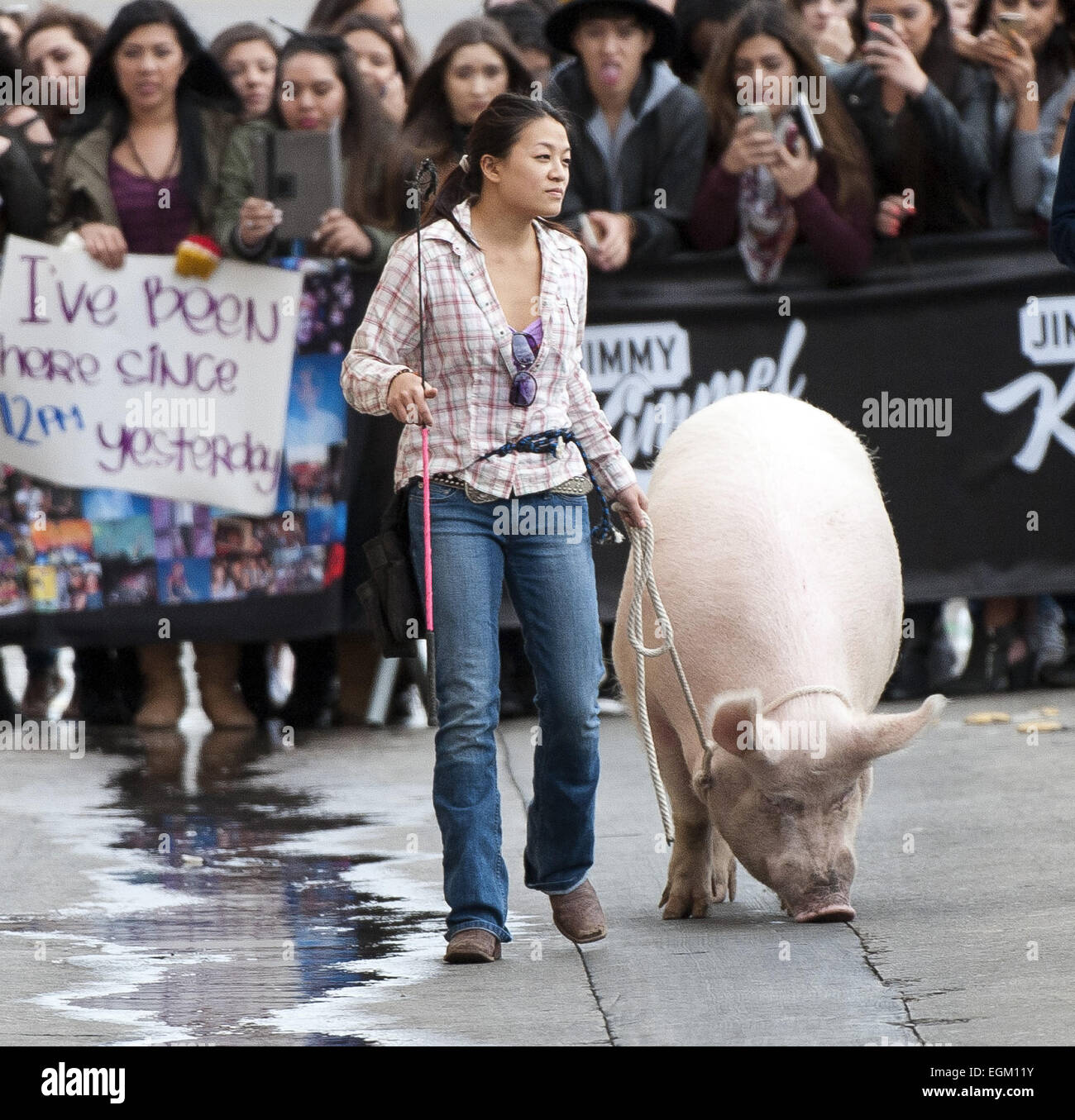 Hollywood, California, USA. 20th Nov, 2014. A pony and a pig made an ...