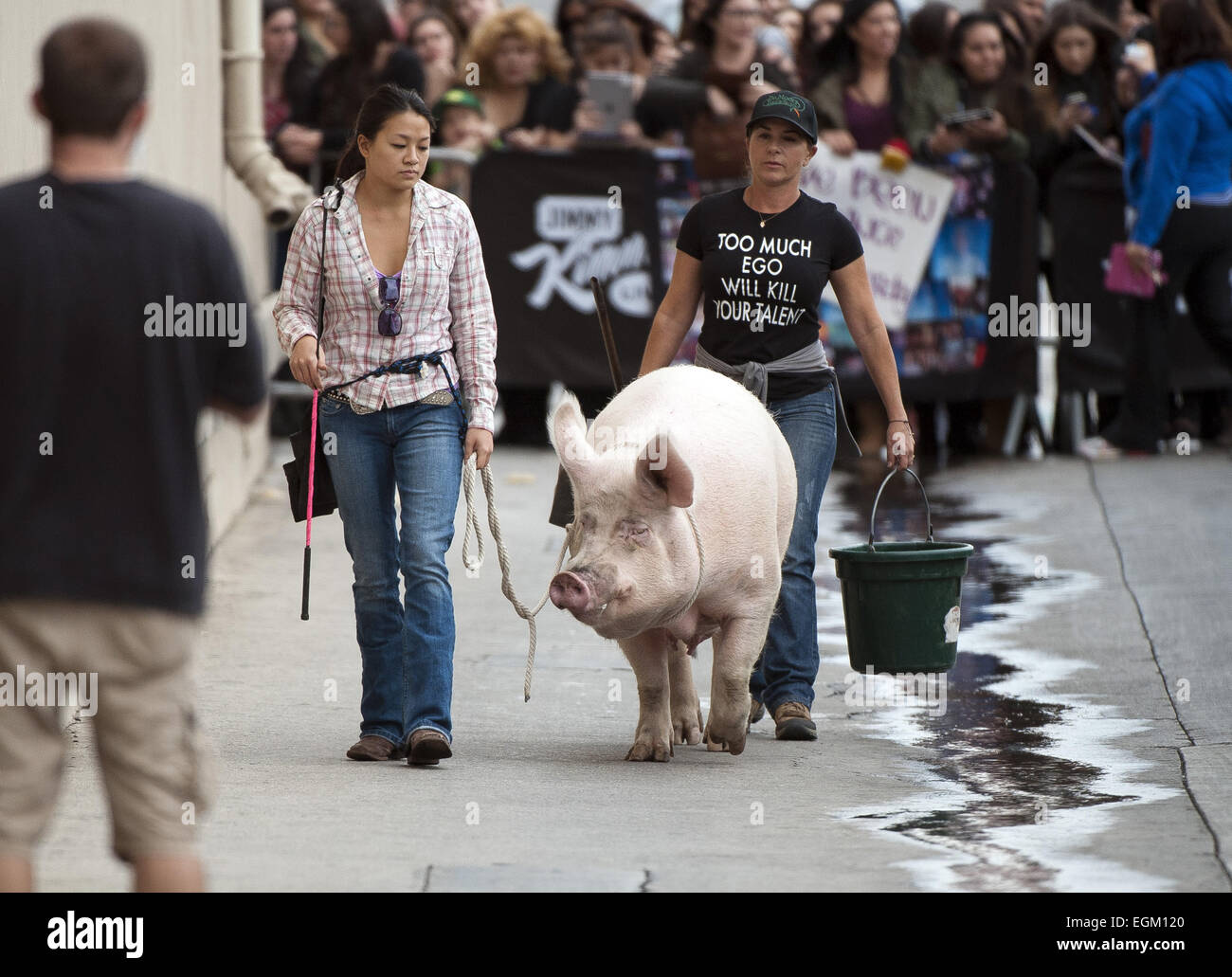 Hollywood, California, USA. 20th Nov, 2014. A pony and a pig made an ...