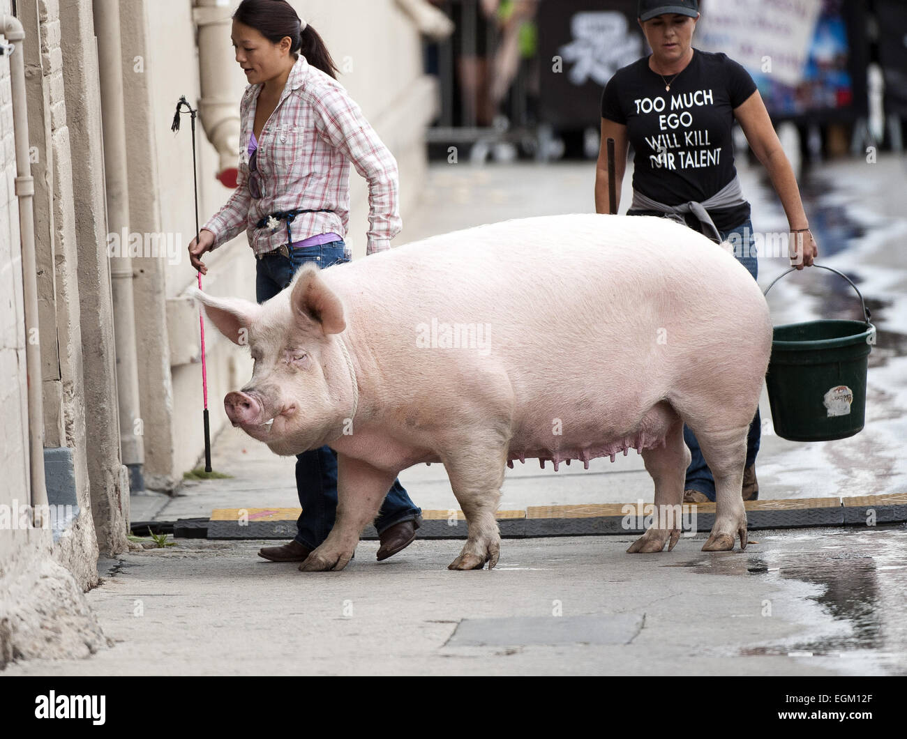 Hollywood, California, USA. 20th Nov, 2014. A pony and a pig made an ...