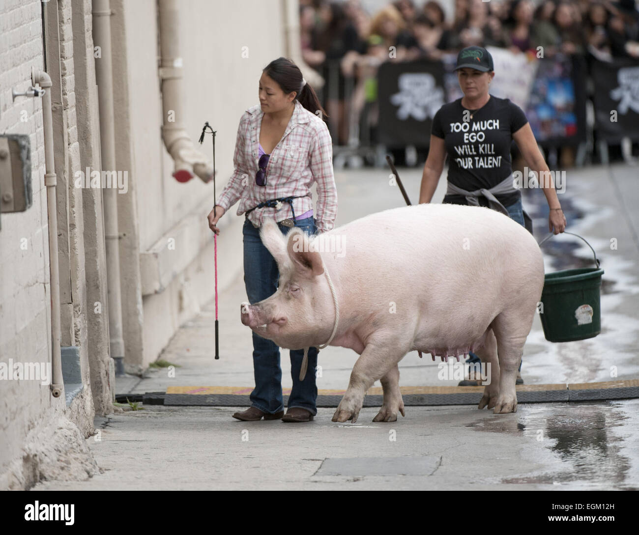 Hollywood, California, USA. 20th Nov, 2014. A pony and a pig made an ...