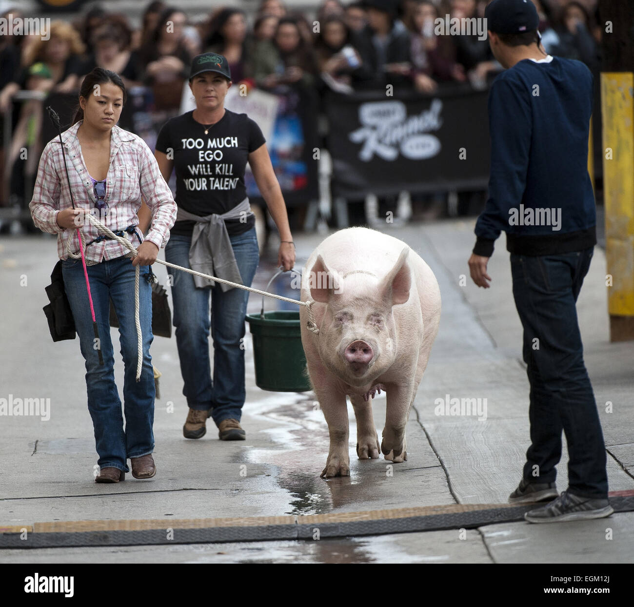 Hollywood, California, USA. 20th Nov, 2014. A pony and a pig made an ...