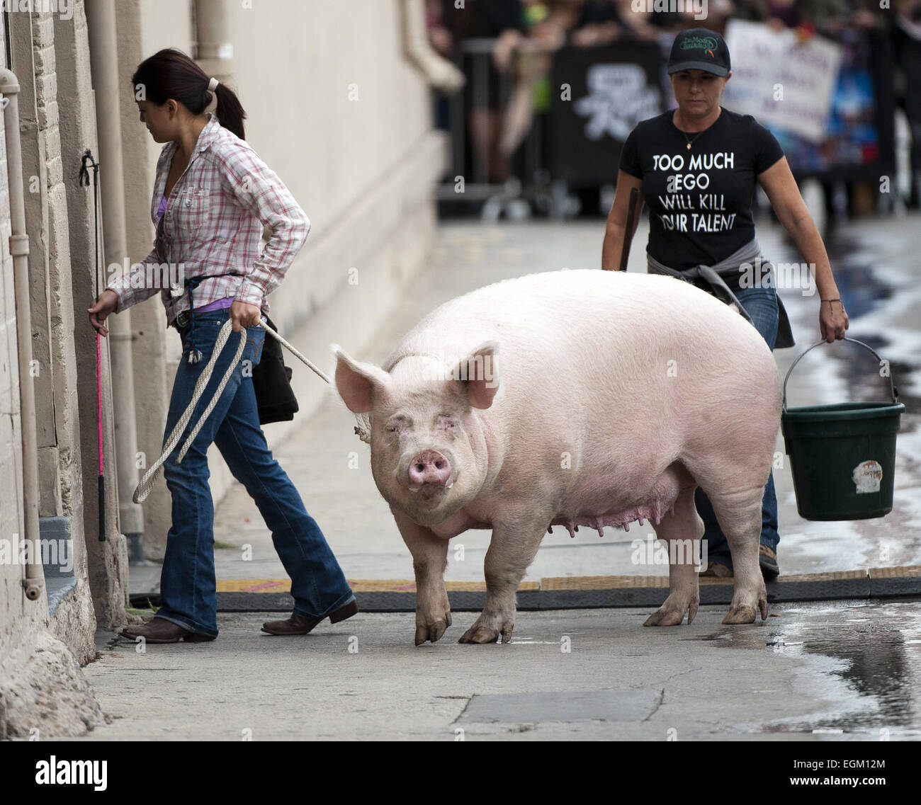 Hollywood, California, USA. 20th Nov, 2014. A pony and a pig made an ...