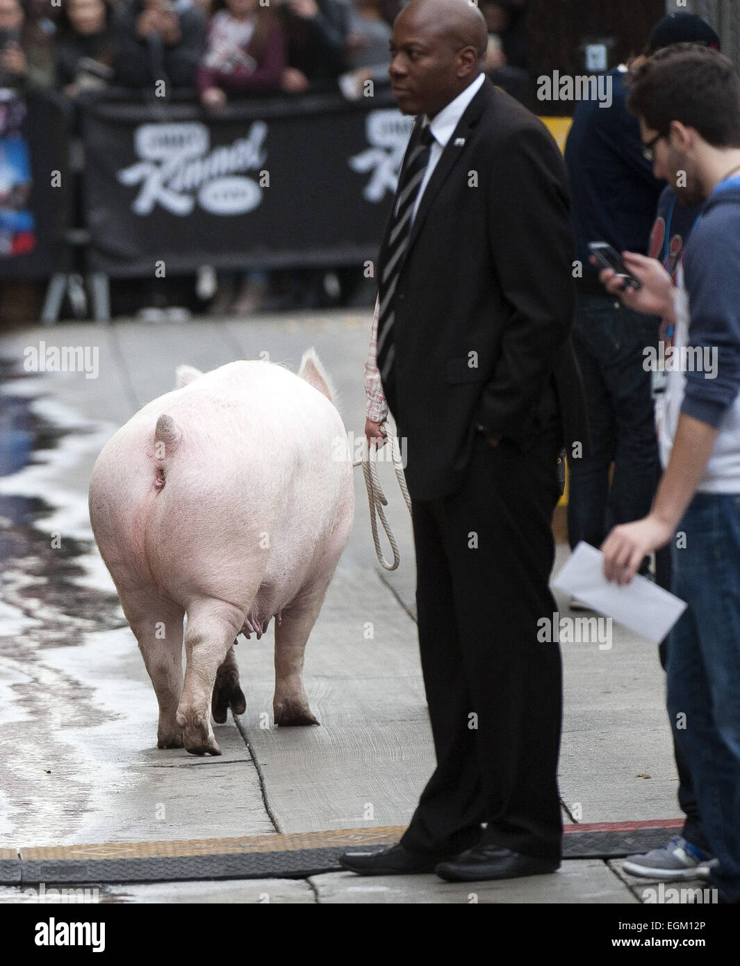 Hollywood, California, USA. 20th Nov, 2014. A pony and a pig made an ...