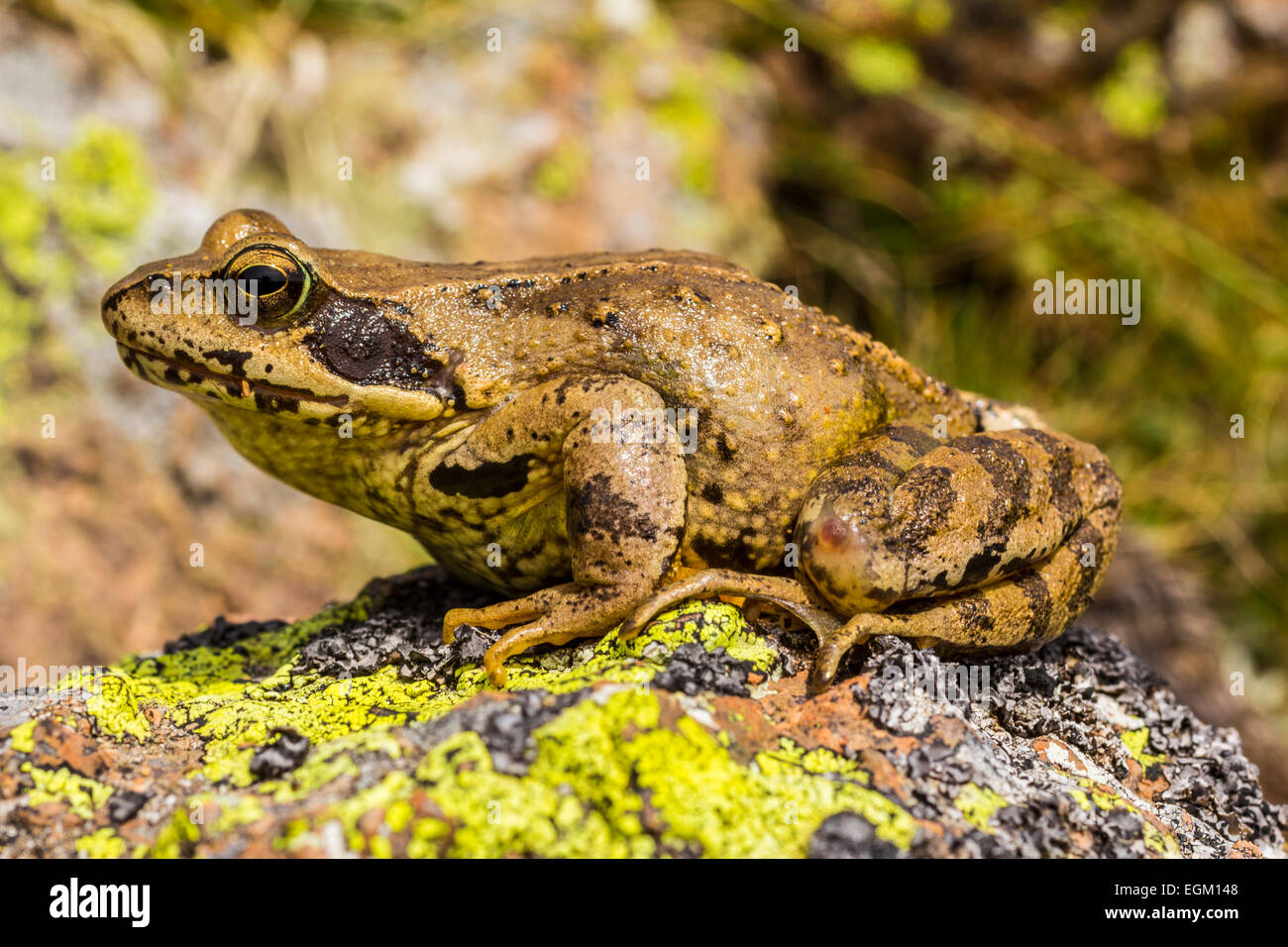 Mountain frog hi-res stock photography and images - Alamy