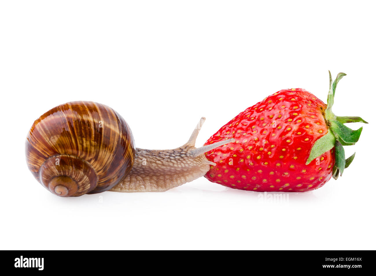 snail and strawberry Stock Photo - Alamy
