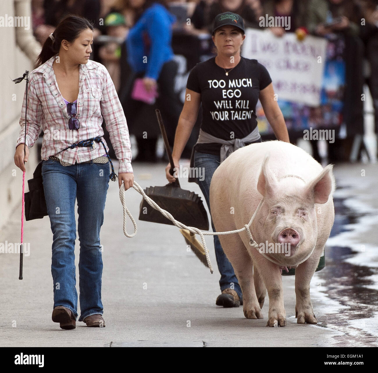 Hollywood, California, USA. 20th Nov, 2014. A pony and a pig made an ...