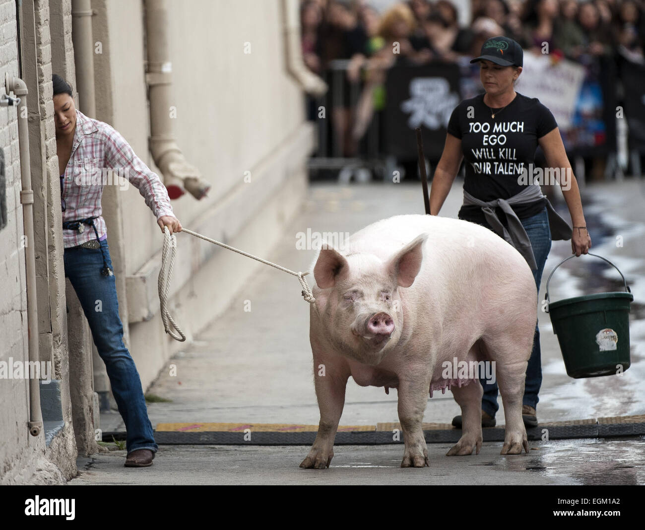 Hollywood, California, USA. 20th Nov, 2014. A pony and a pig made an ...