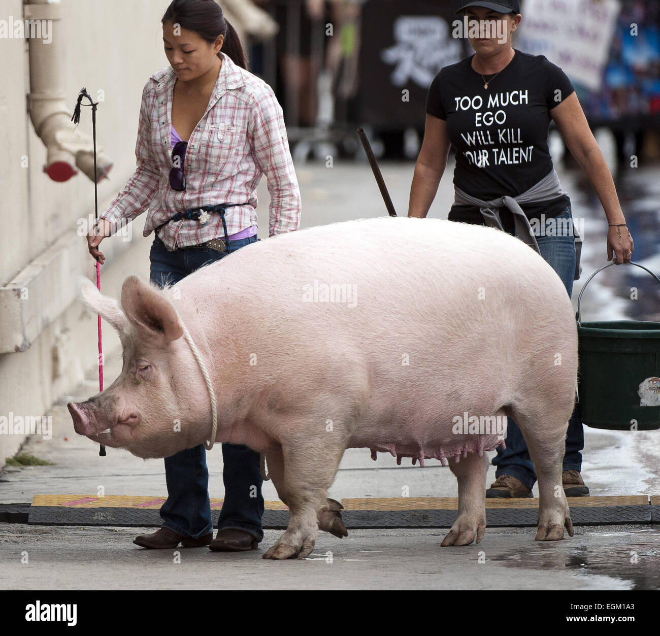 Hollywood, California, USA. 20th Nov, 2014. A pony and a pig made an ...