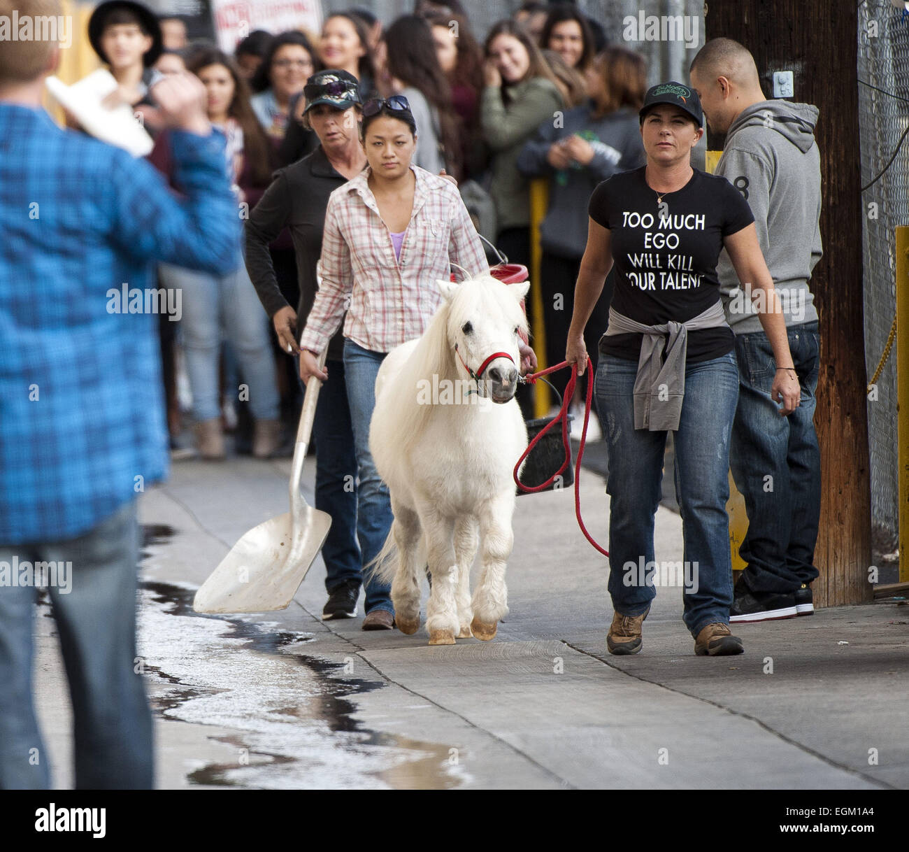 Hollywood, California, USA. 20th Nov, 2014. A pony and a pig made an ...