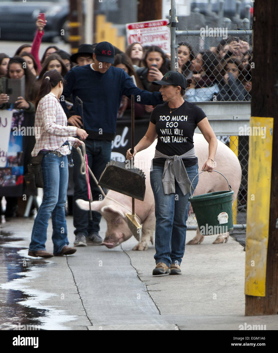 Hollywood, California, USA. 20th Nov, 2014. A pony and a pig made an ...