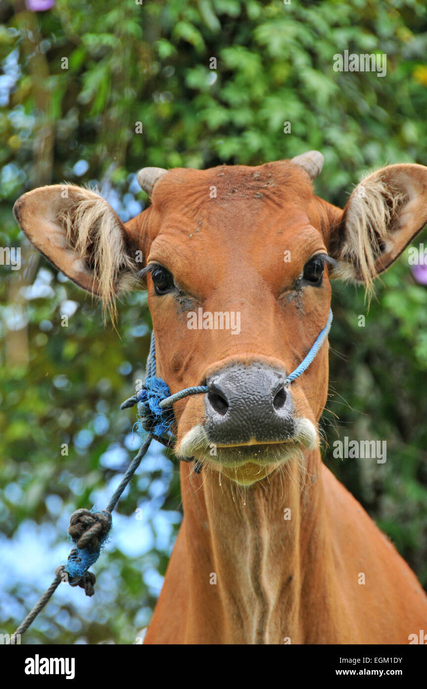 Bemused look hi-res stock photography and images - Alamy
