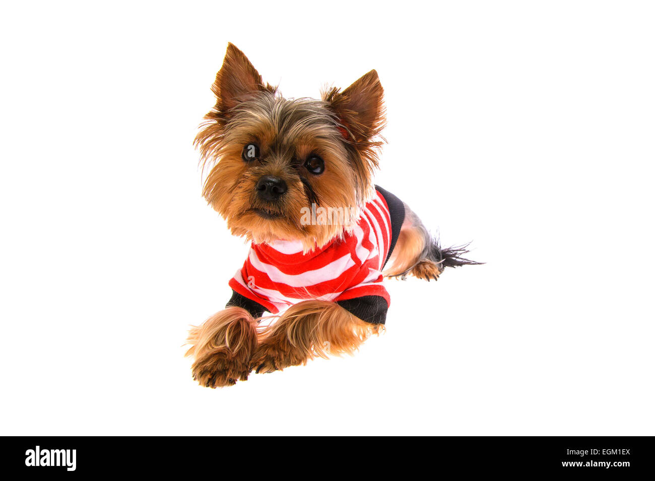 Yorkshire terrier bow hi-res stock photography and images - Alamy