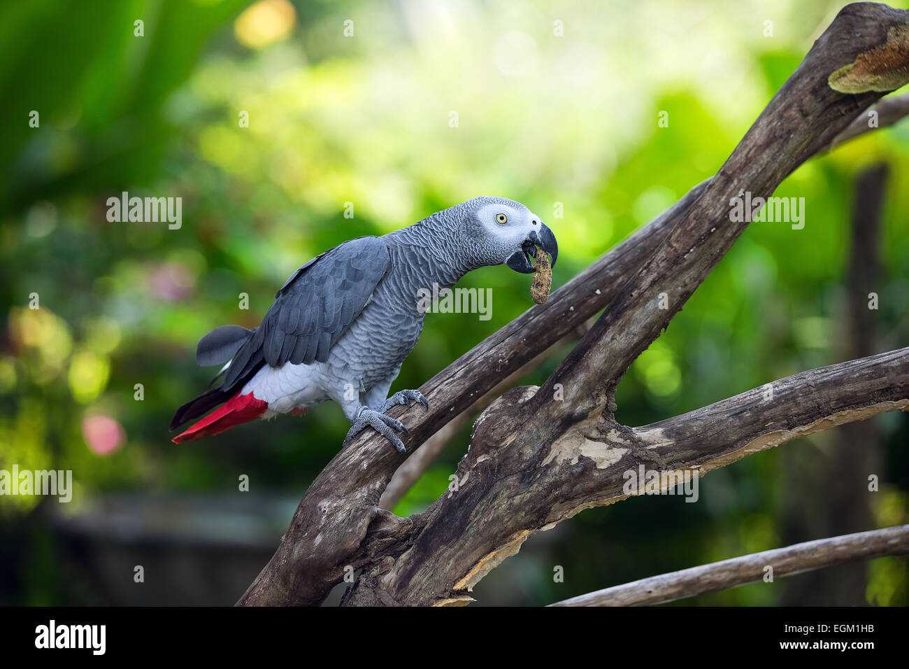 parrot seats on the branch Stock Photo - Alamy