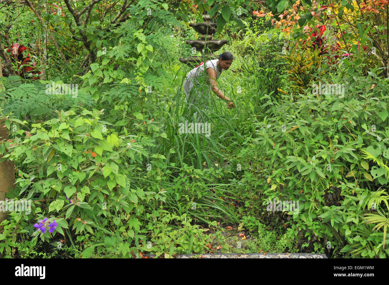 Ubud Botanical Gardens Stock Photo - Alamy
