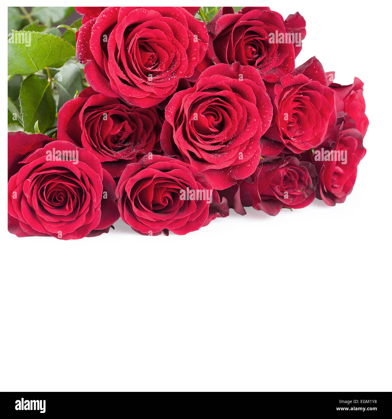 red rose flowers isolated on white Stock Photo - Alamy