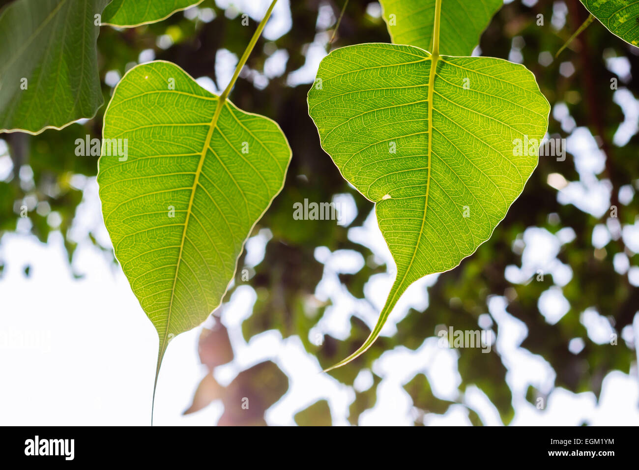 Bodhi tree leaves hi-res stock photography and images - Alamy