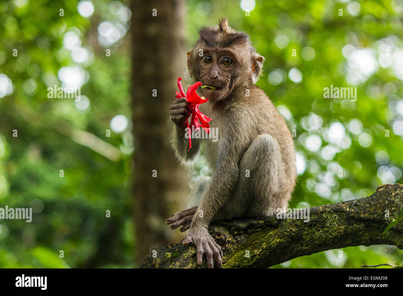 Monkey eating red flower Stock Photo - Alamy