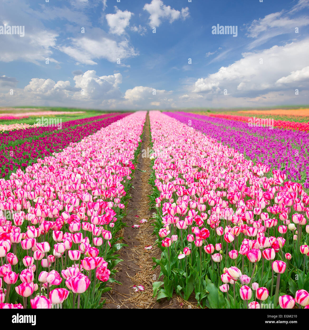 Dutch pink tulip fields Stock Photo - Alamy