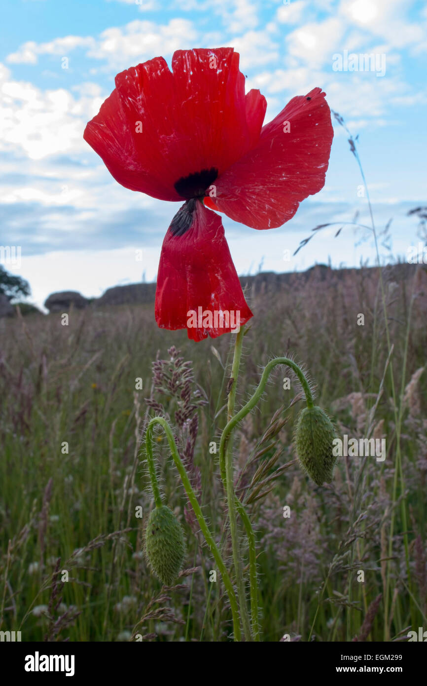 Single poppy growing in grass field at Burgh Castle Great Yarmouth ...