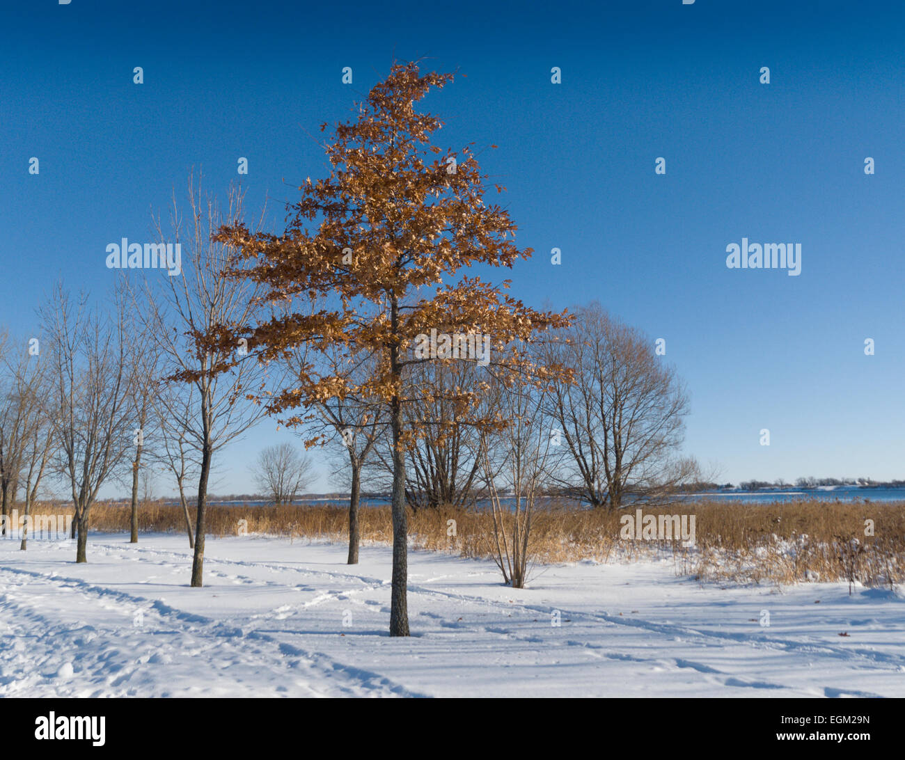 Tree with dead leaves in winter with blue skies Stock Photo - Alamy