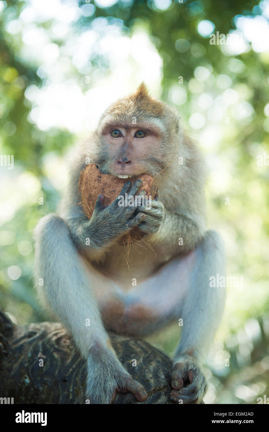 Macaque monkey having a coconut as dessert Stock Photo - Alamy