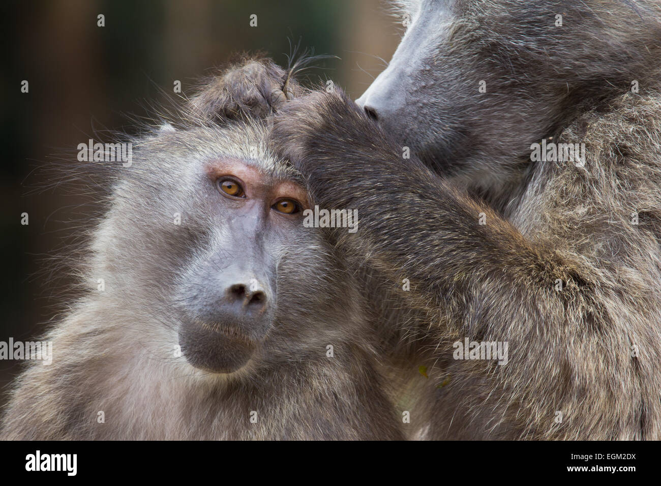 Baboons head hi-res stock photography and images - Alamy