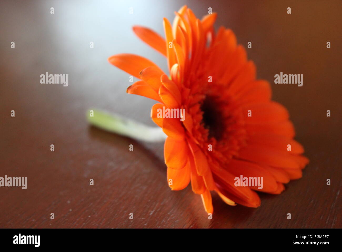 Side view of a Orange Gerbera Daisy Stock Photo - Alamy