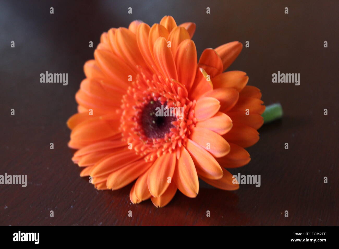 Side view of a Orange Gerbera Daisy Stock Photo - Alamy