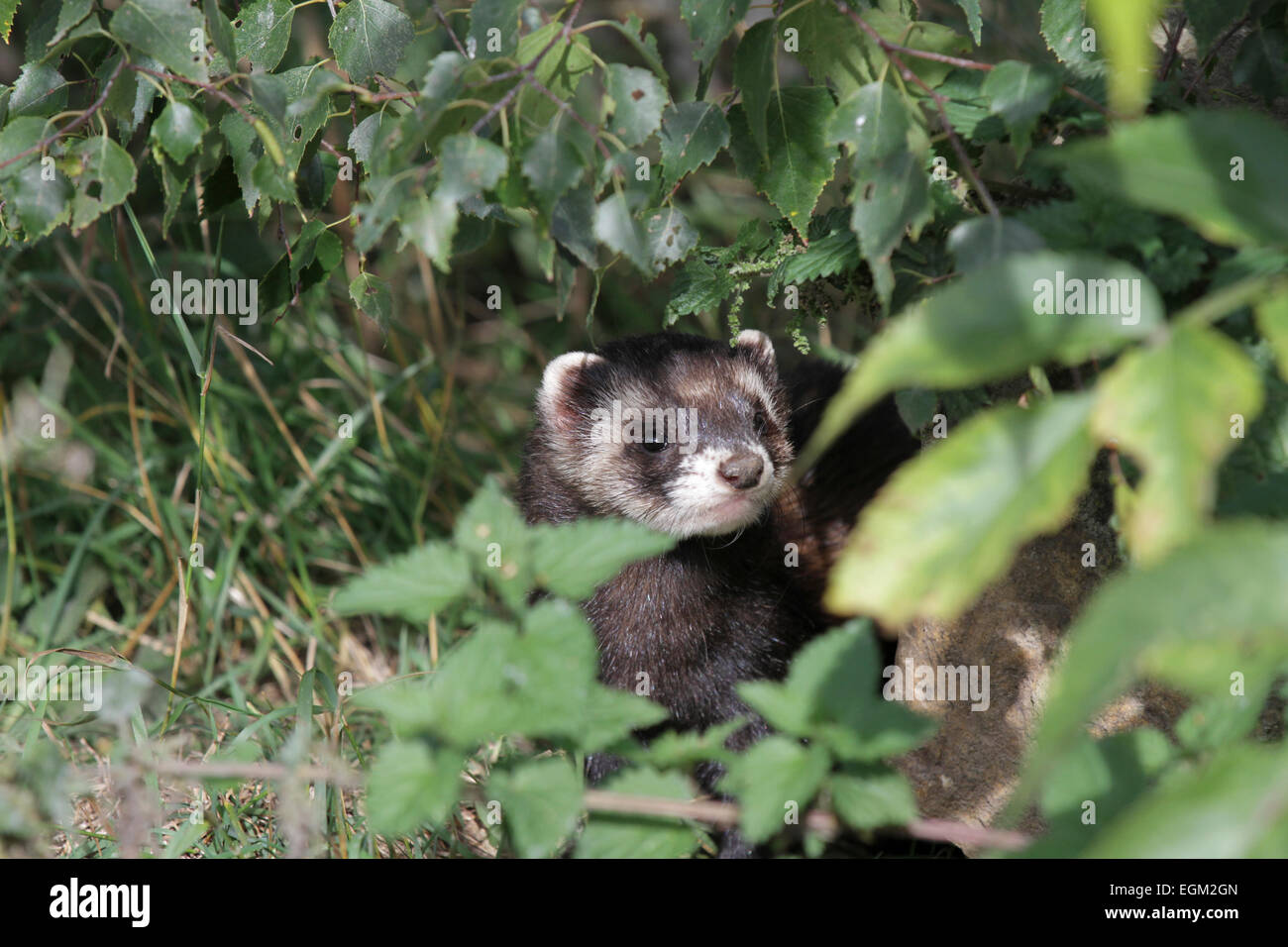 Polecat family hi-res stock photography and images - Alamy