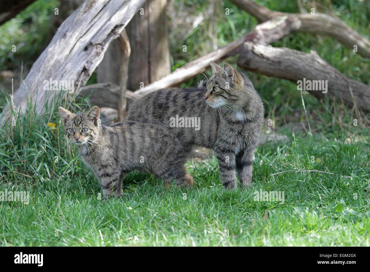 Untamed kitty hi-res stock photography and images - Alamy