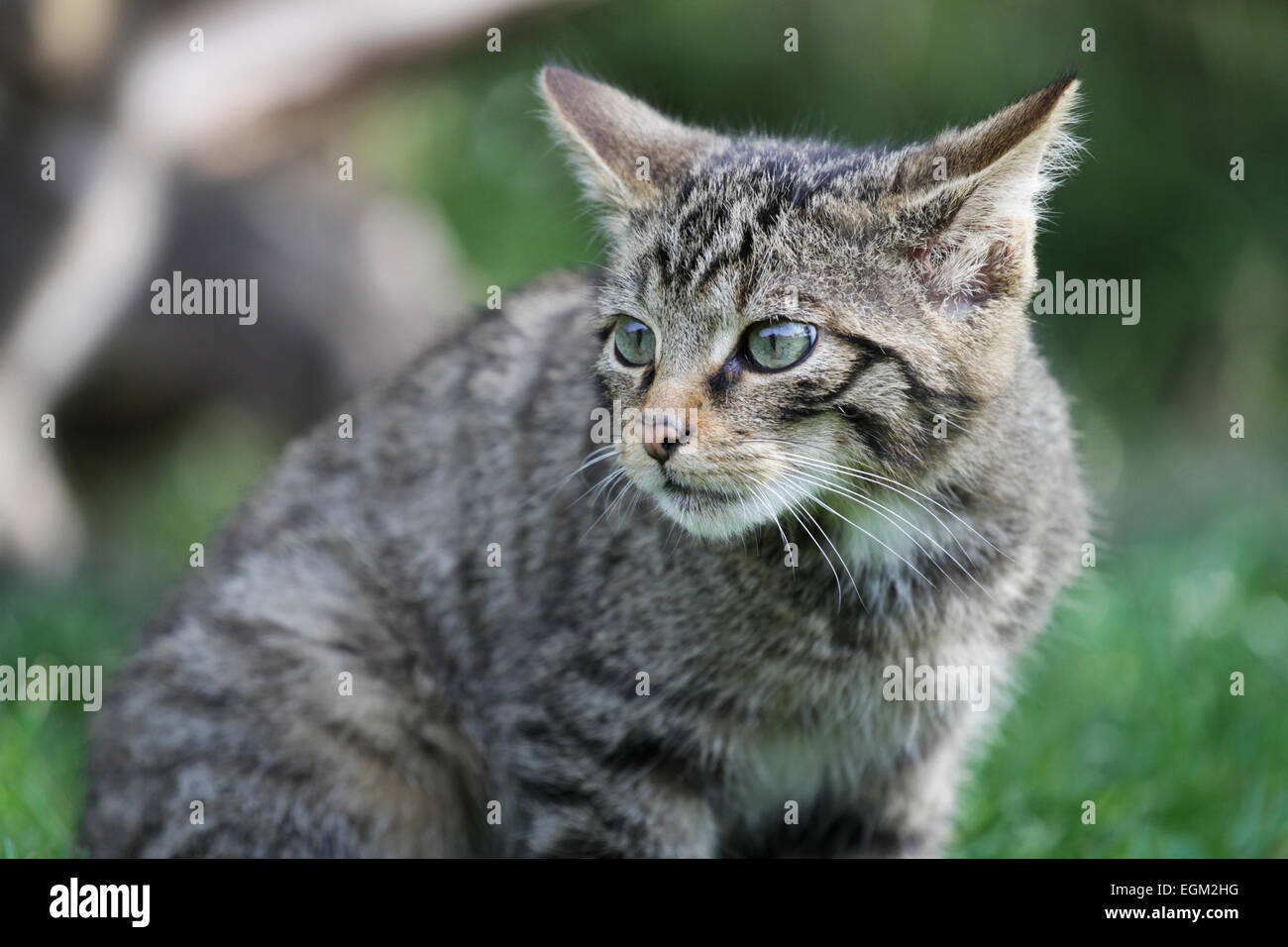 Captive Scottish Wild Cat Kitten Stock Photo - Alamy