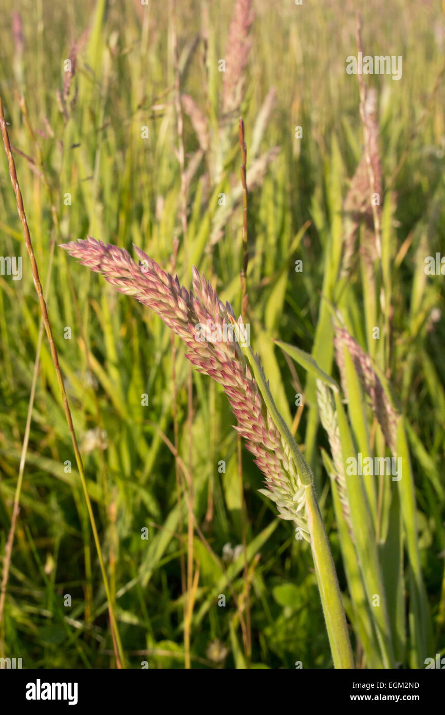 Wildgrass hi-res stock photography and images - Alamy