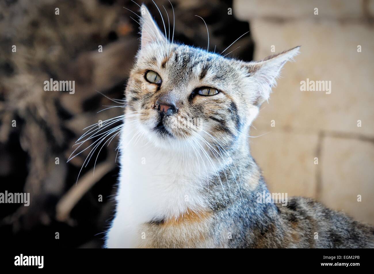 Soorten High Resolution Stock Photography and Images - Alamy