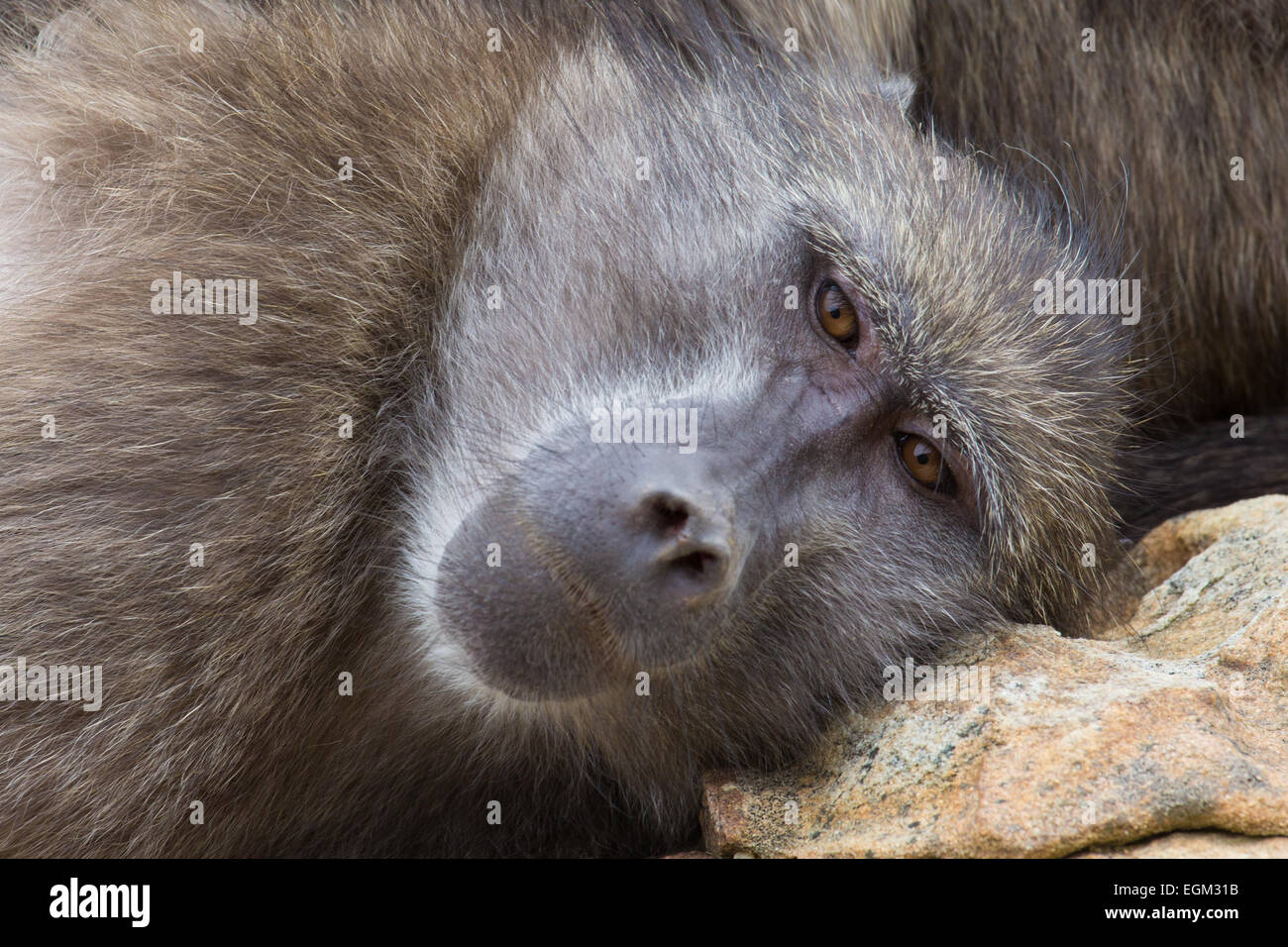 Baboon baboons hi-res stock photography and images - Alamy