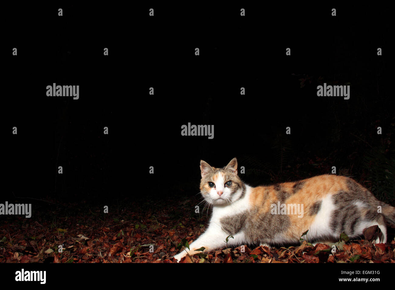 Cat gone wild hi-res stock photography and images - Alamy