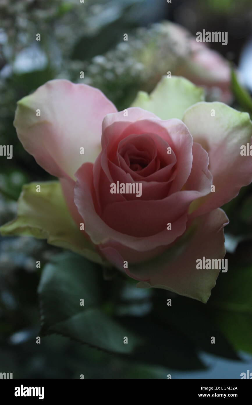 A light pink rose Stock Photo - Alamy