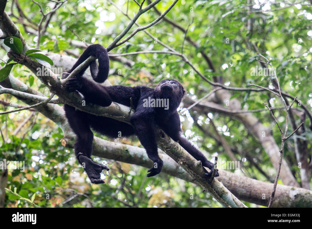 Howler monkey in canopy Stock Photo - Alamy