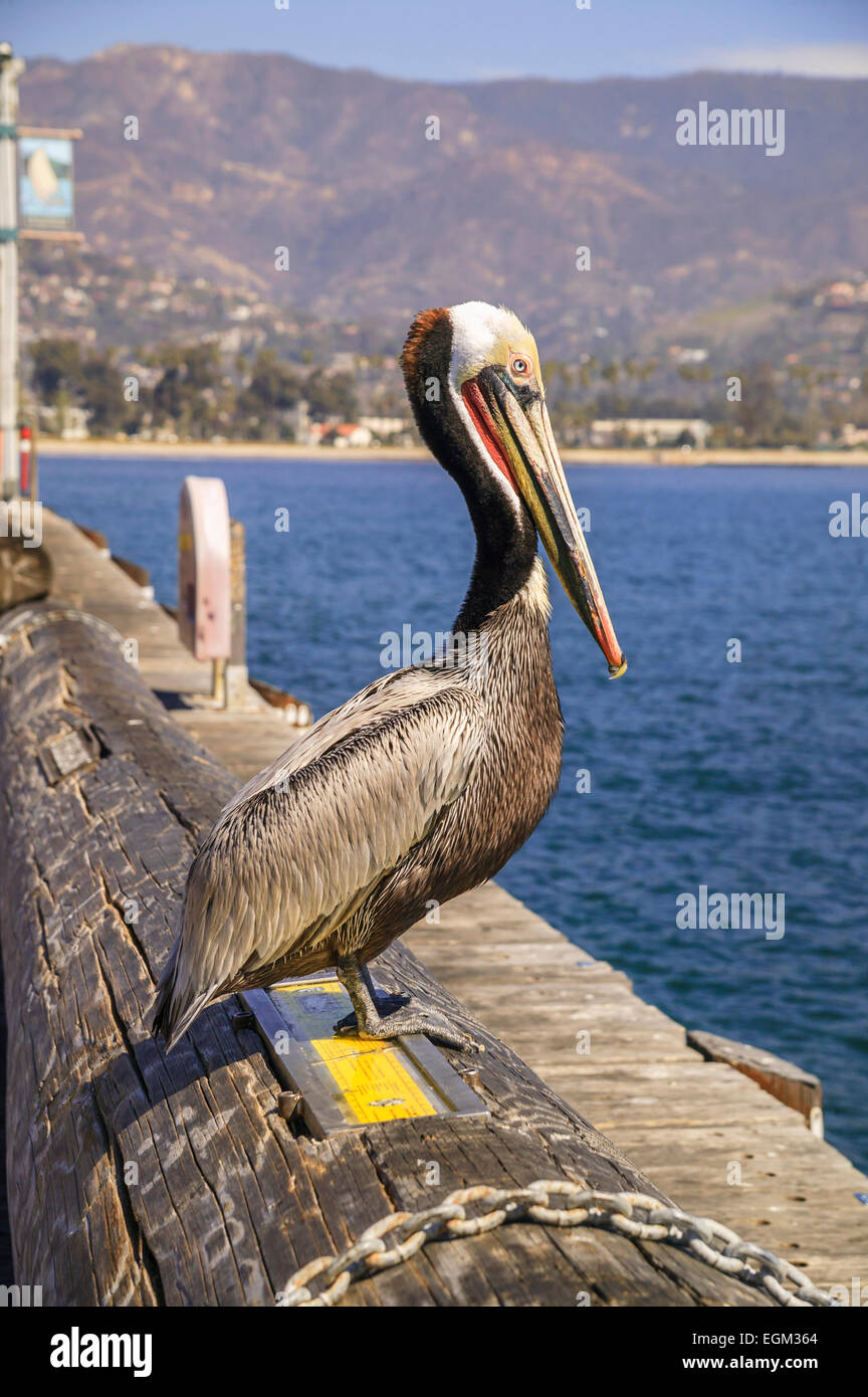 Pelican standing on log in hi-res stock photography and images - Alamy