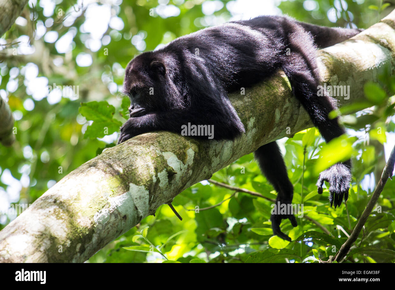 Howler monkey in canopy hi-res stock photography and images - Alamy