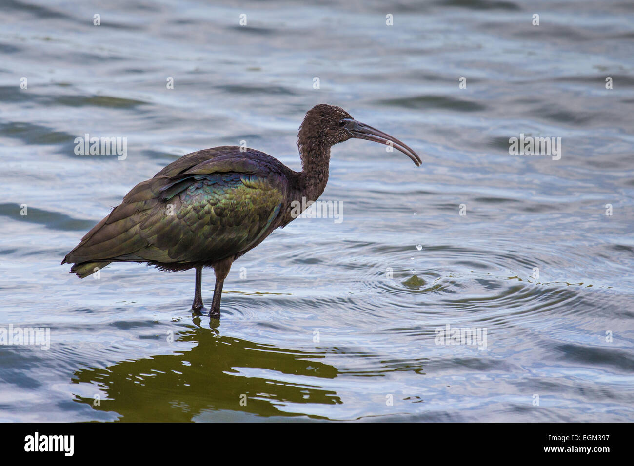 Jamaica bay new york hi-res stock photography and images - Alamy