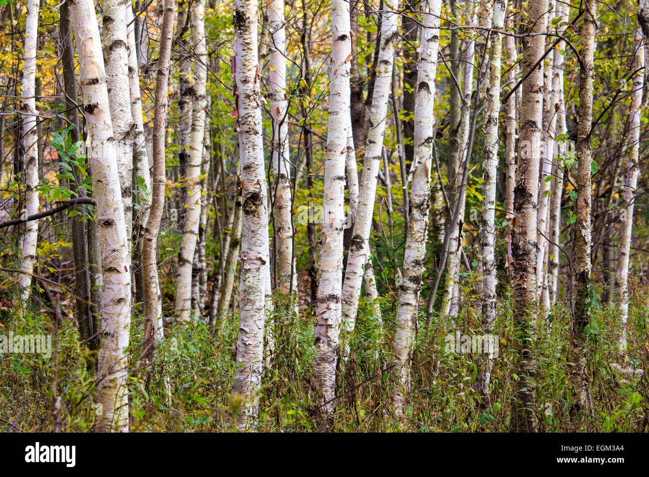 Birch state park hi-res stock photography and images - Alamy